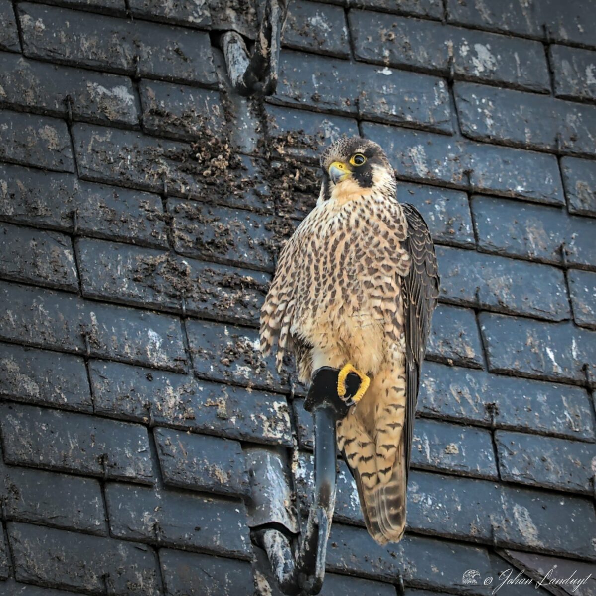 Na torenvalken nu ook slechtvalken in Wilderen - Truineer
