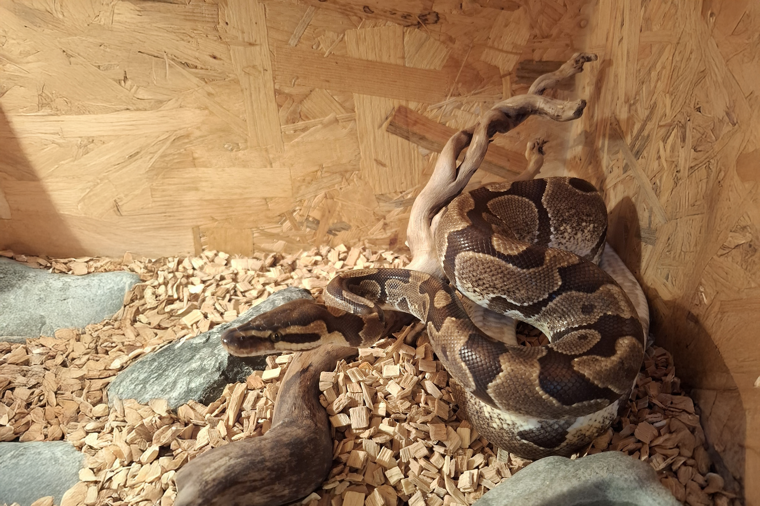 Een dier adopteren bij Animal Rescue Service - Truineer